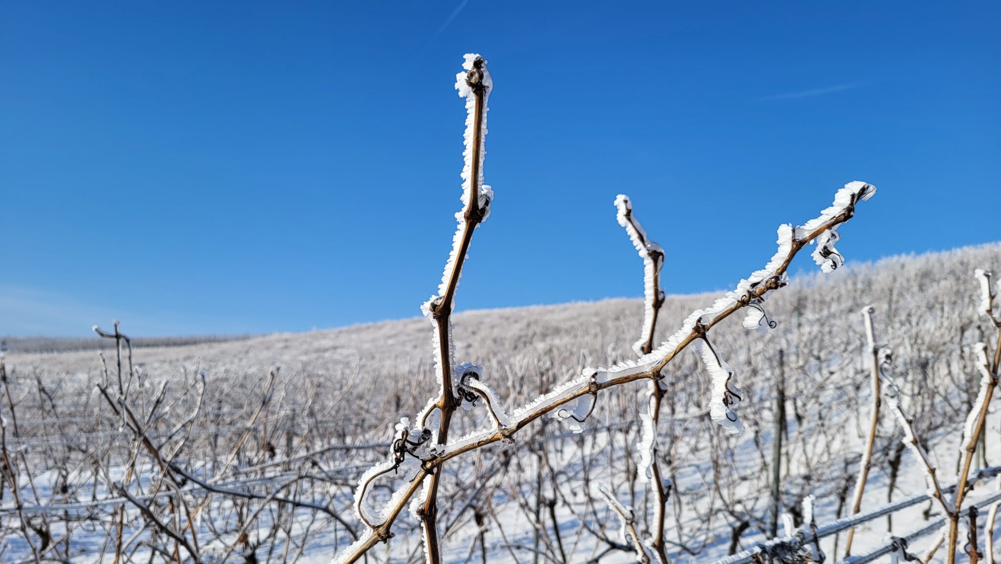 Weingut Gustav Strub – Weingut & Straußwirtschaft